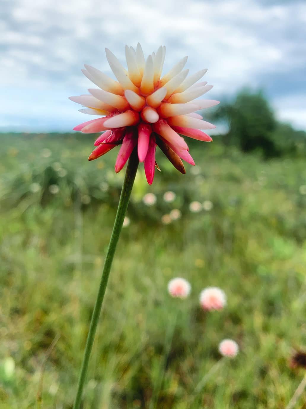 Liwi, Flor de Inírida – Entinta